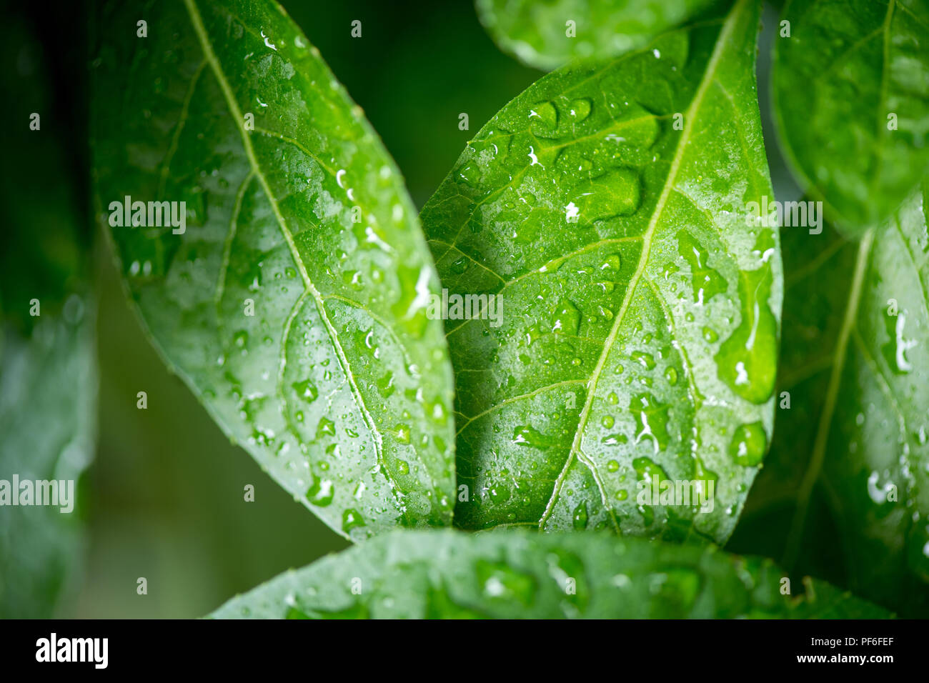 Vernonia amygdalina hi-res stock photography and images - Alamy