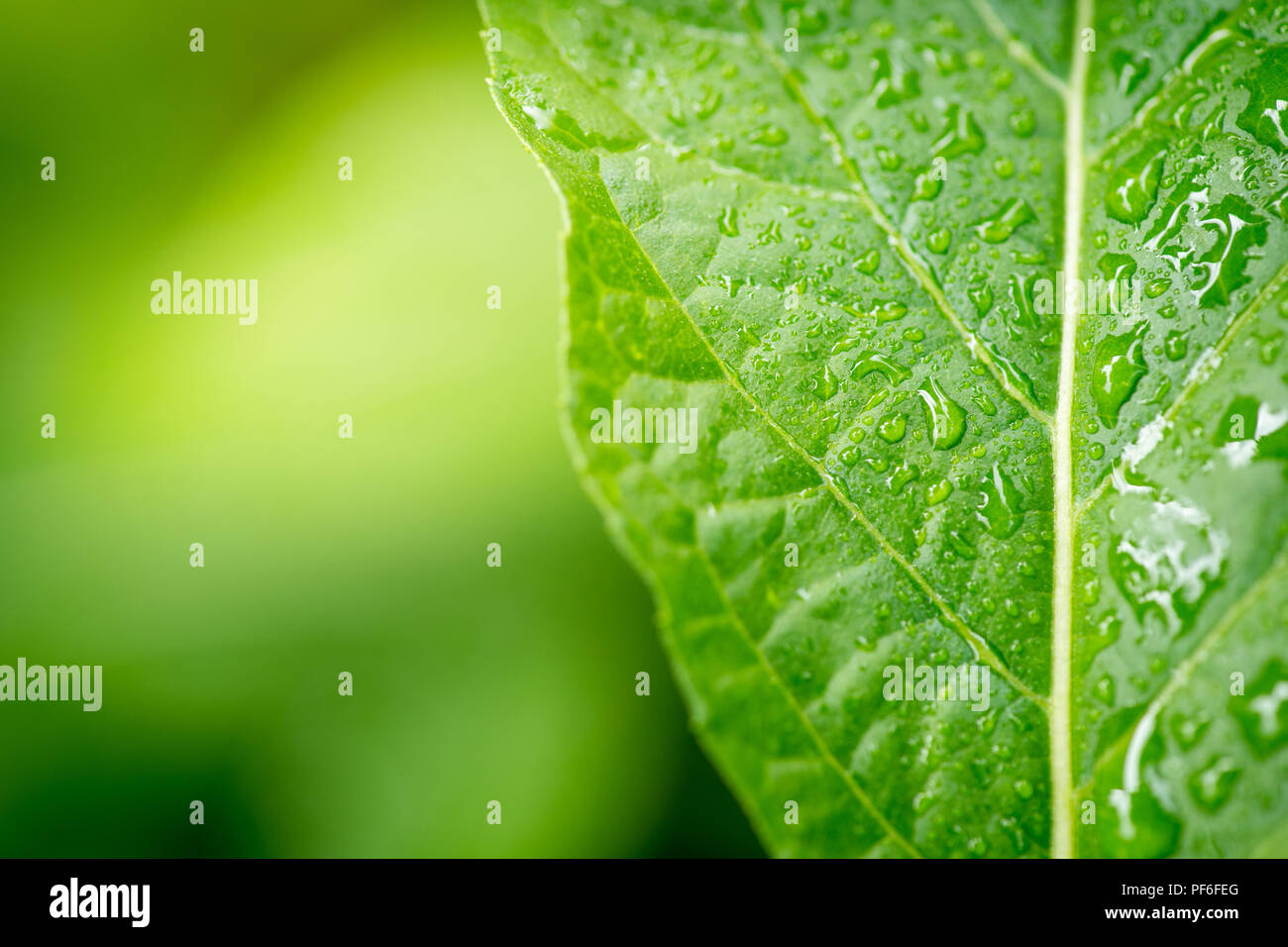 Herbal tree Nan Fui Chao (Vernonia amygdalina Stock Photo - Alamy