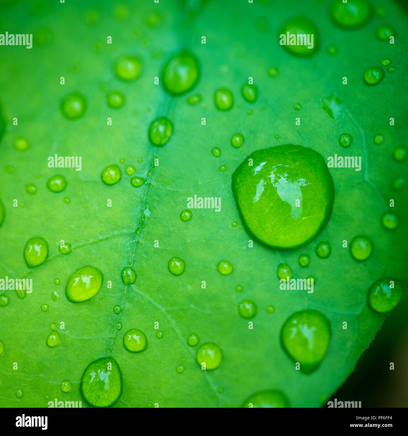 Green leaf water drops on hi-res stock photography and images - Alamy