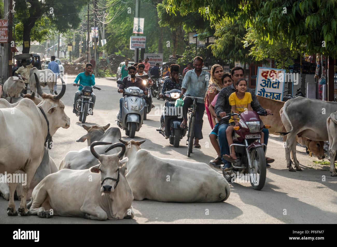 Cows block road hi-res stock photography and images - Alamy