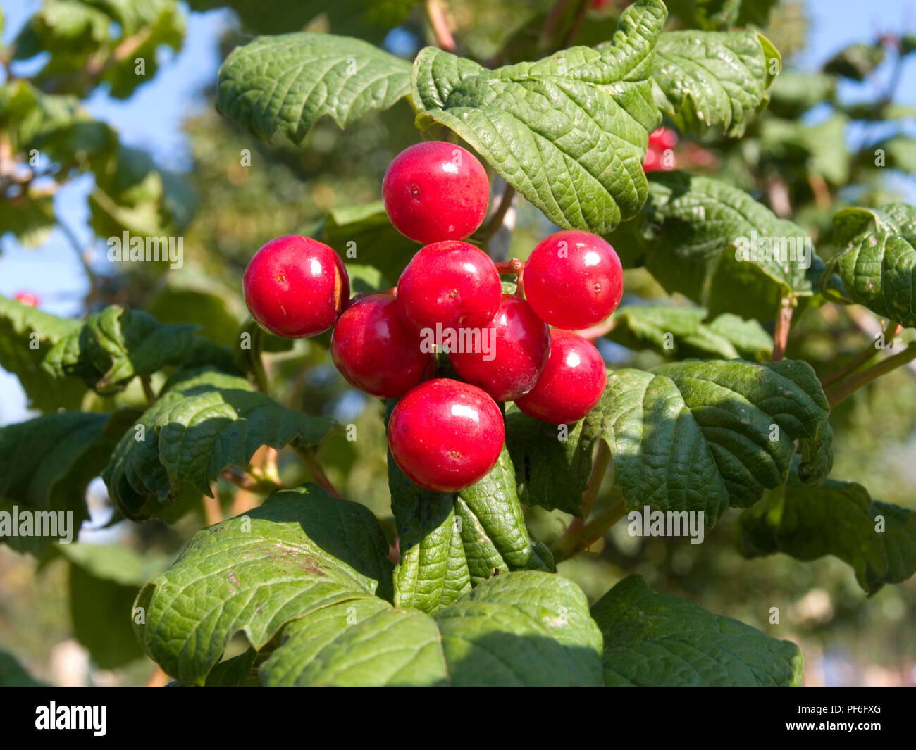 Viburnum shrub in the garden Stock Photo - Alamy