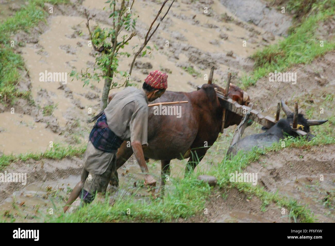 Animals, insects, fish and Birds, Nepal Stock Photo - Alamy