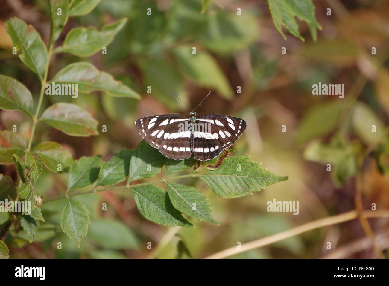 Animals birds insects hi-res stock photography and images - Alamy