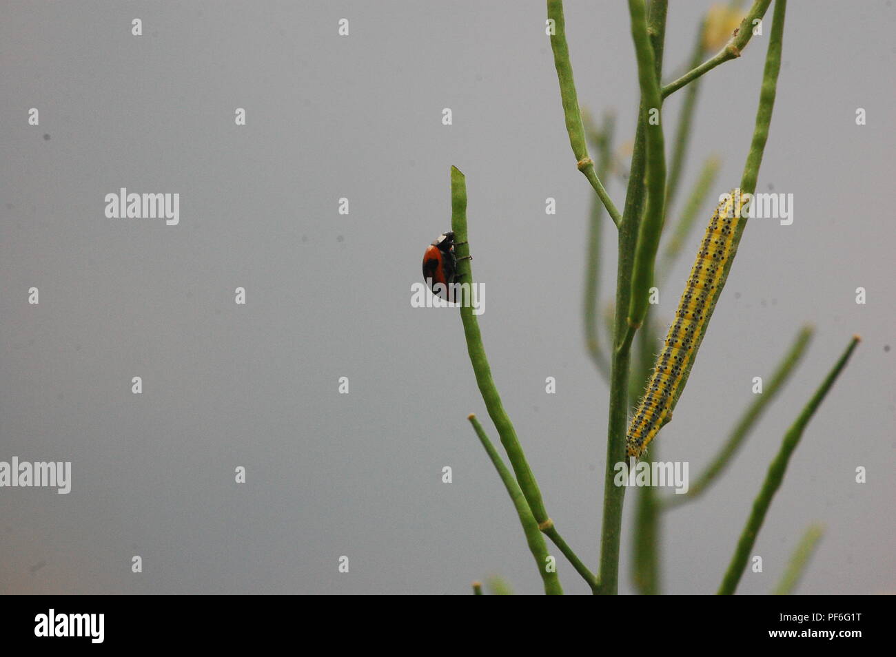 Birds and insect fish hi-res stock photography and images - Alamy