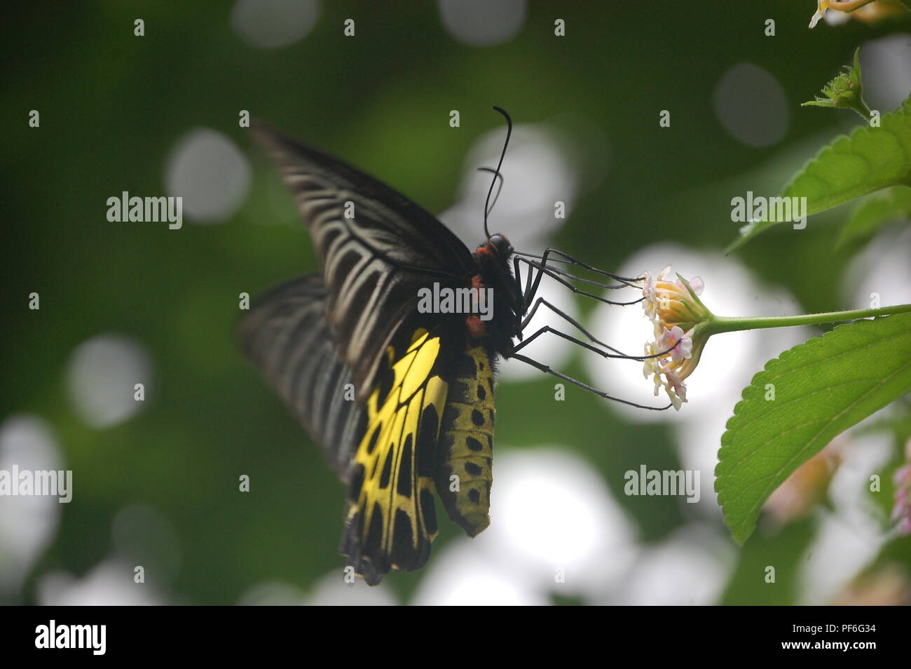 Animals, insects, fish and Birds, Nepal Stock Photo - Alamy