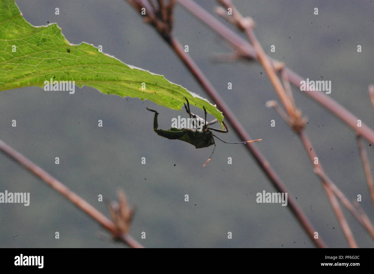 Animals, insects, fish and Birds, Nepal Stock Photo - Alamy