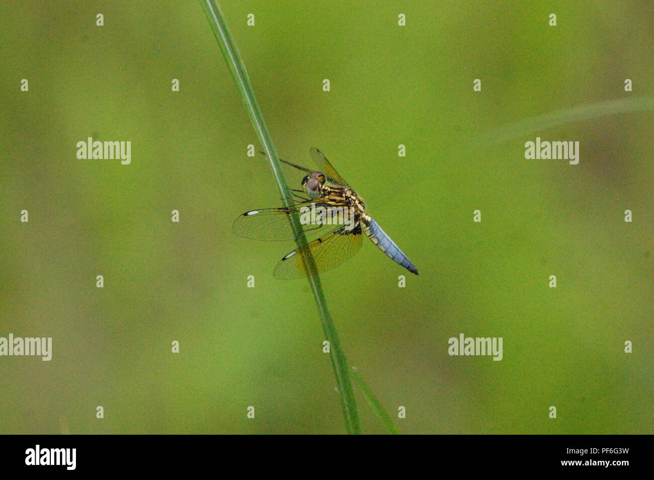 Animals, insects, fish and Birds, Nepal Stock Photo - Alamy