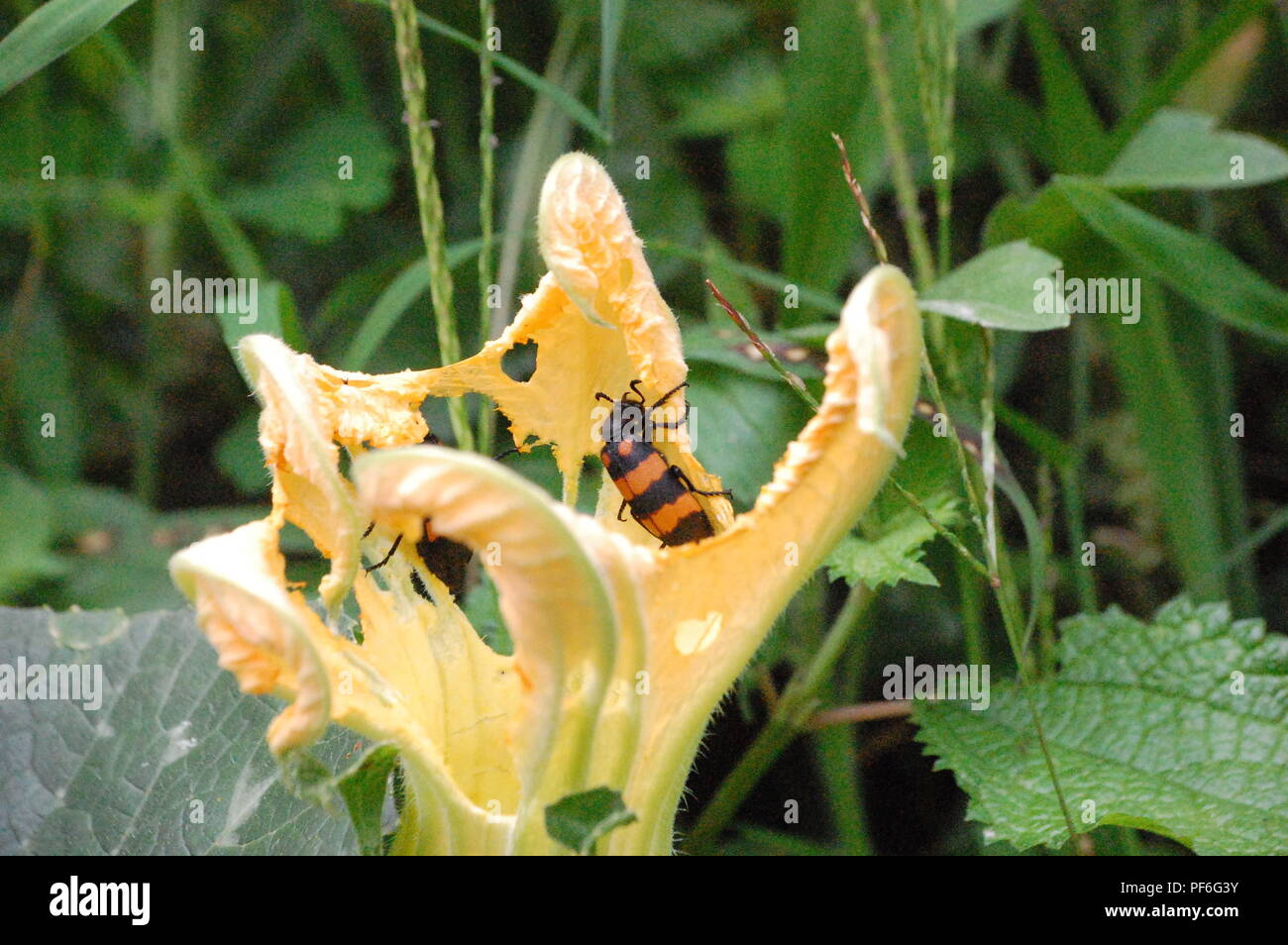 Animals, insects, fish and Birds, Nepal Stock Photo - Alamy