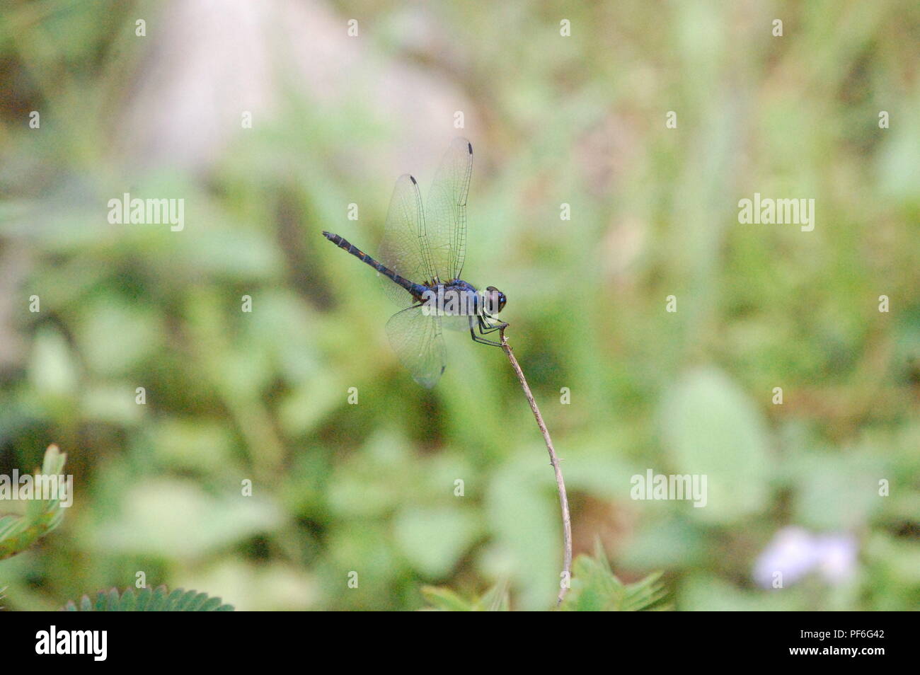 Animals, insects, fish and Birds, Nepal Stock Photo - Alamy