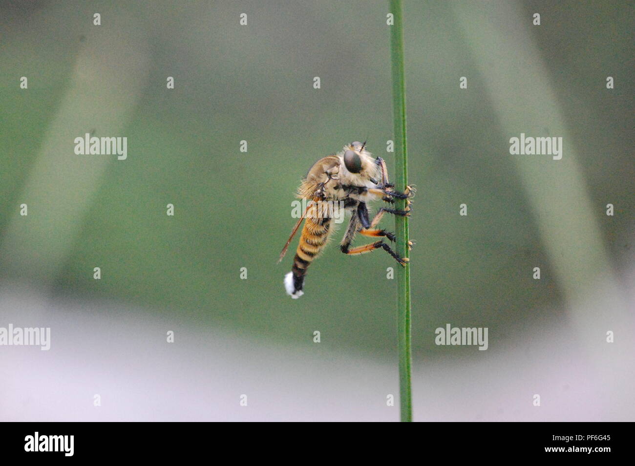 Nepal dog festival hi-res stock photography and images - Alamy
