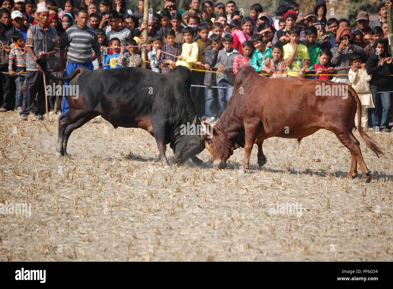 Prize Fighting High Resolution Stock Photography and Images - Alamy