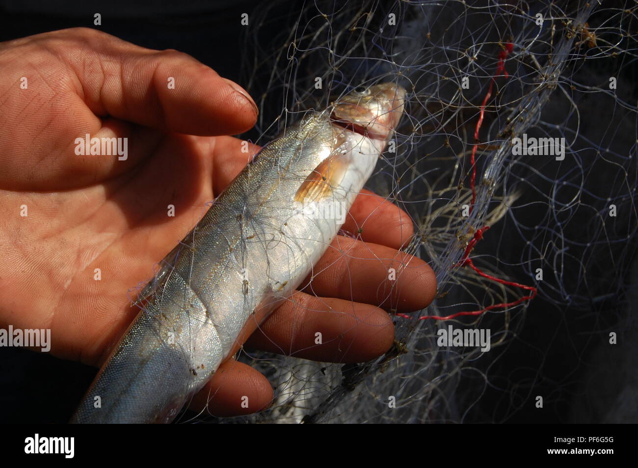 Animals, insects, fish and Birds, Nepal Stock Photo - Alamy