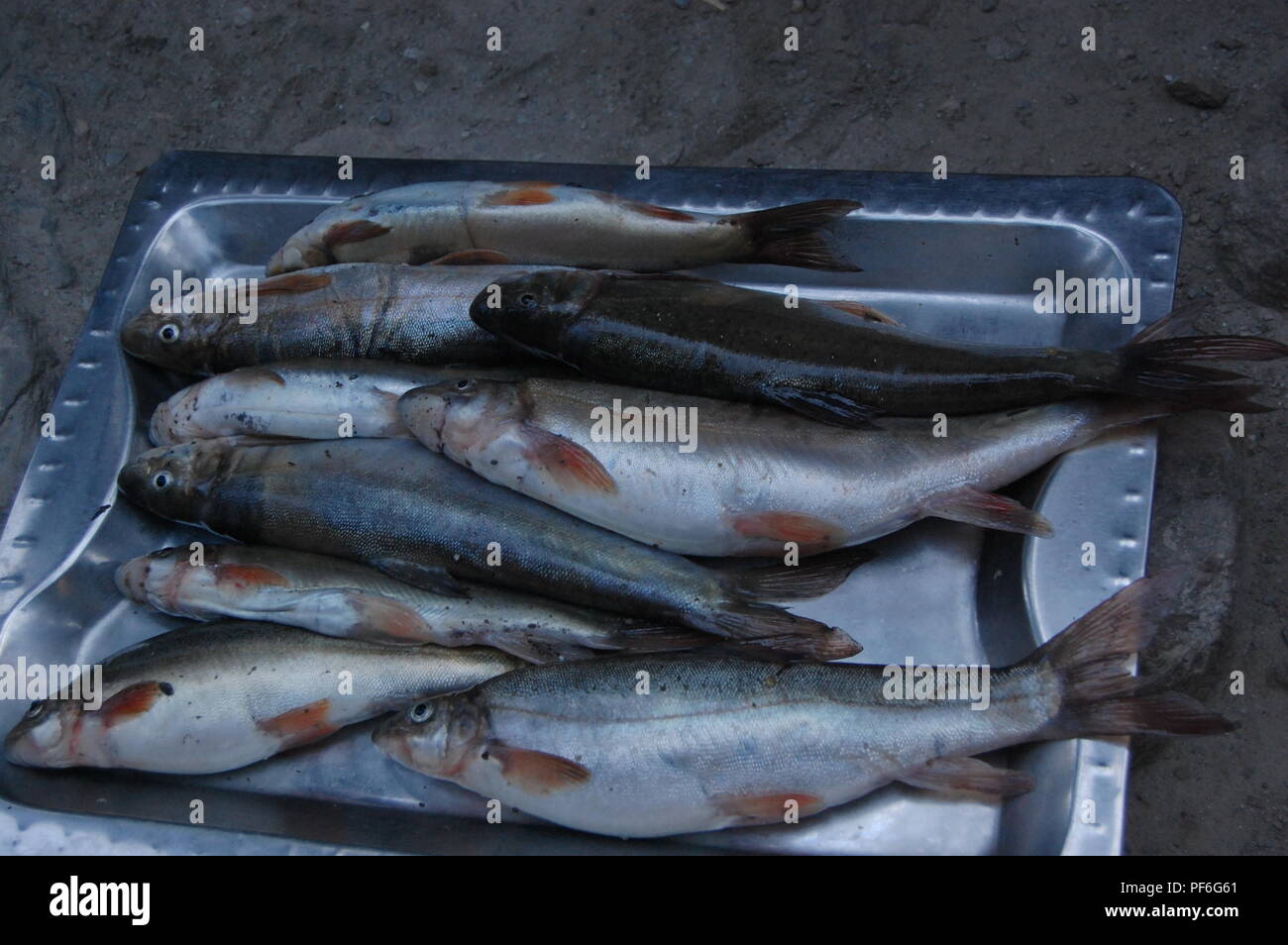 Animals, insects, fish and Birds, Nepal Stock Photo - Alamy