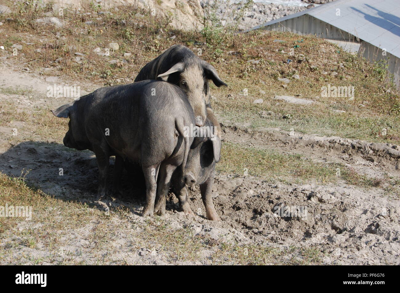 Animals, insects, fish and Birds, Nepal Stock Photo - Alamy