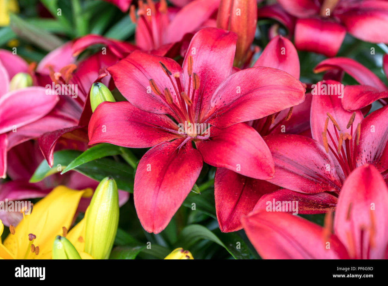 Red lilium hi-res stock photography and images - Alamy