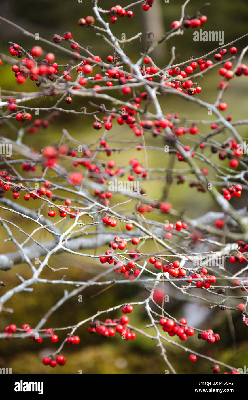 View autumn trees japanese hi-res stock photography and images - Alamy