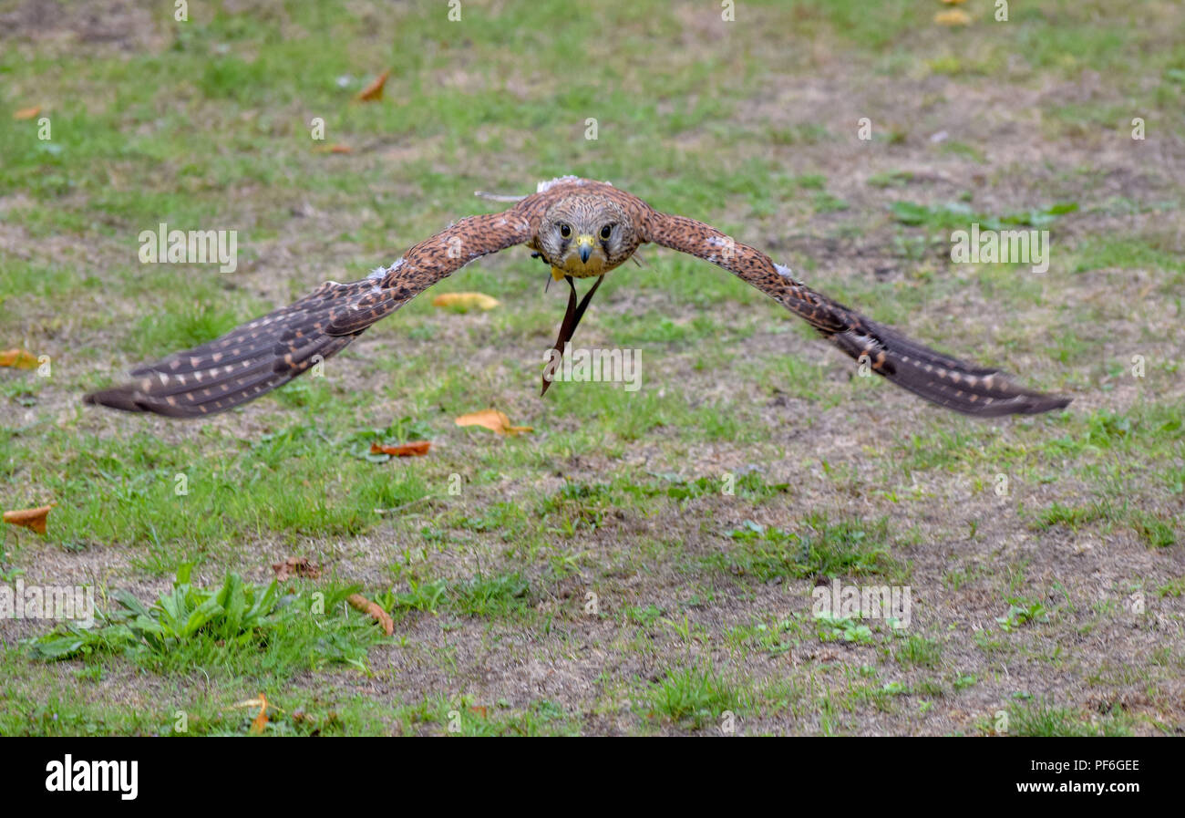 Flying kestrel hi-res stock photography and images - Alamy