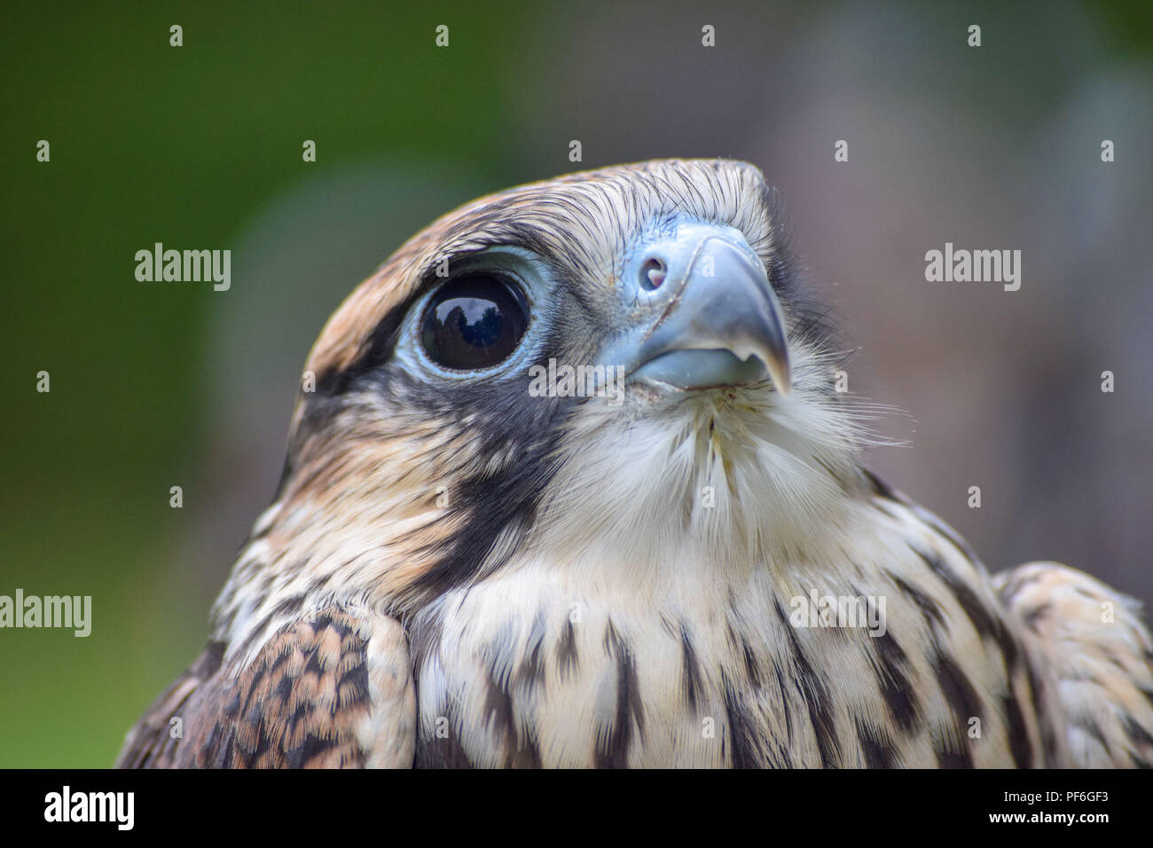 Juvenile lanner falcon hi-res stock photography and images - Alamy
