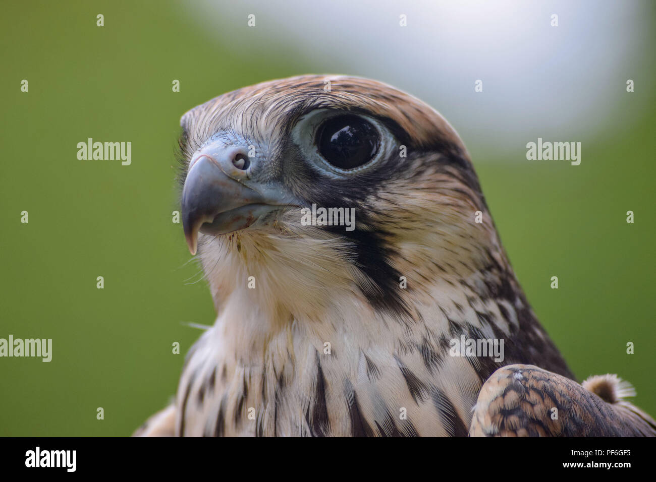 Juvenile lanner falcon hi-res stock photography and images - Alamy