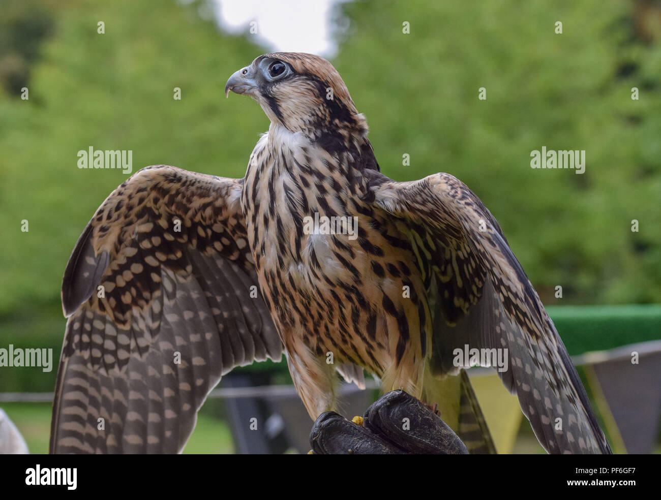 Juvenile lanner falcon hi-res stock photography and images - Alamy