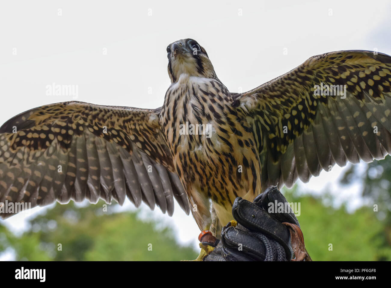 Juvenile lanner falcon hi-res stock photography and images - Alamy