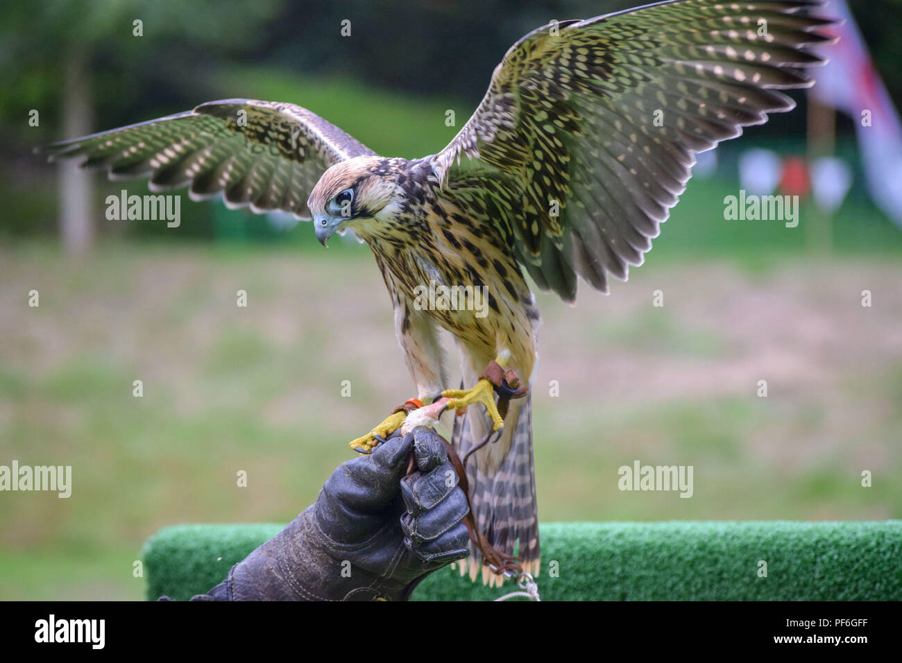 Lanner falcon juvenile hi-res stock photography and images - Alamy