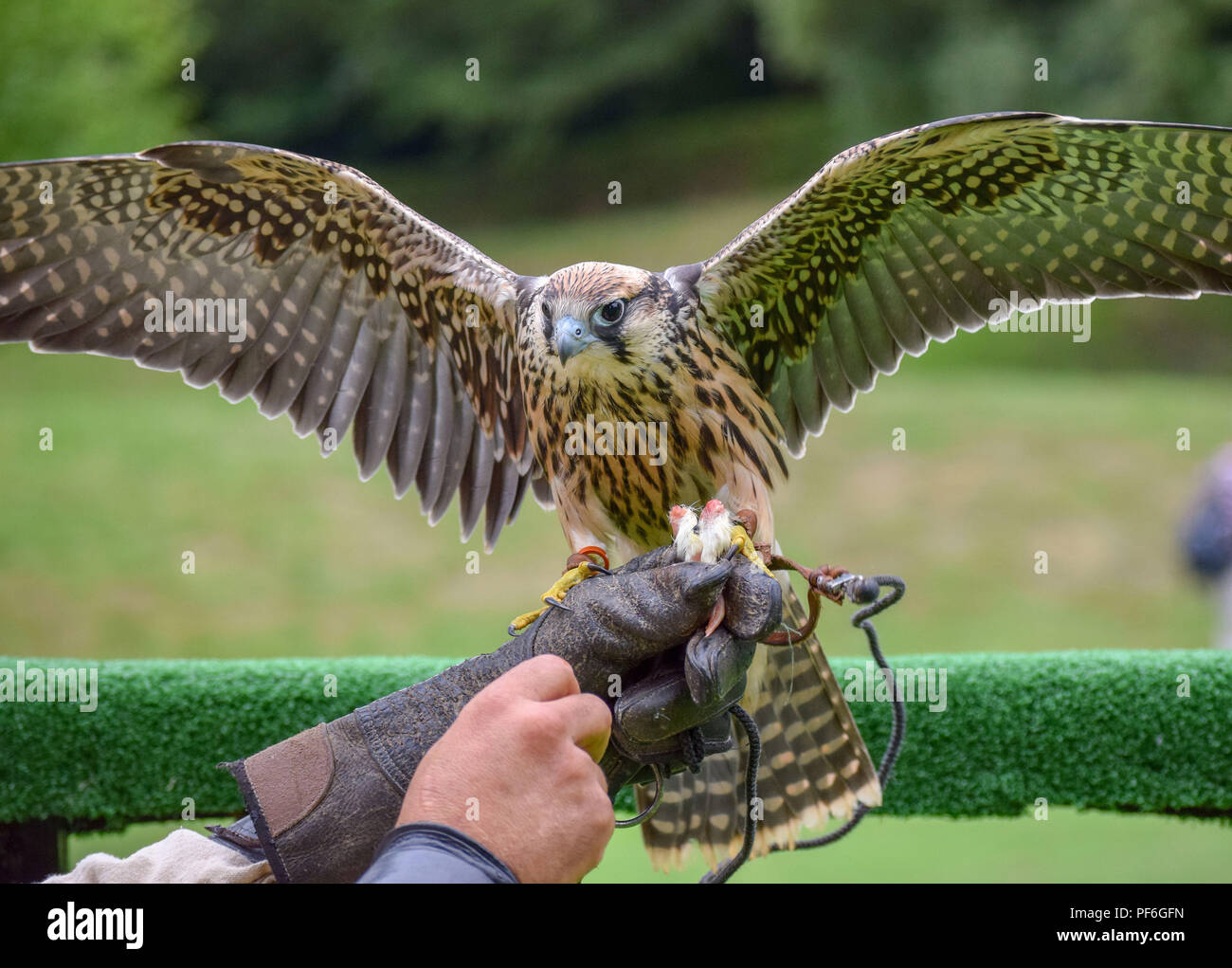 Lanner falcon juvenile hi-res stock photography and images - Alamy