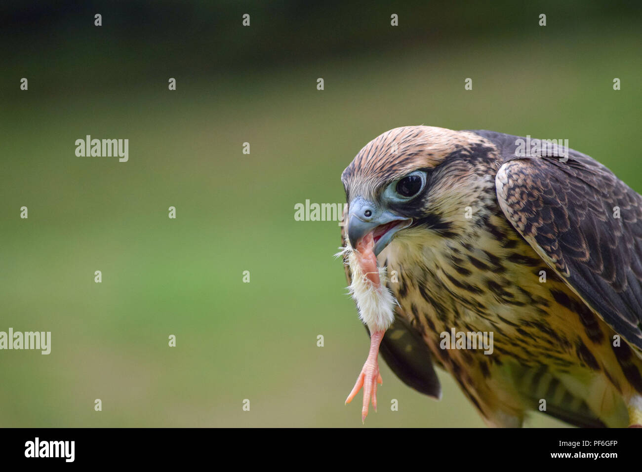 Juvenile lanner falcon hi-res stock photography and images - Alamy