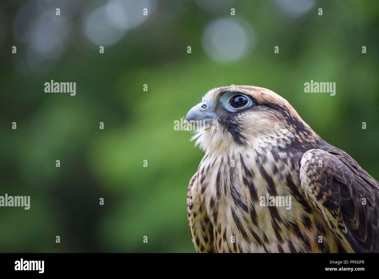 Lanner falcon juvenile hi-res stock photography and images - Alamy
