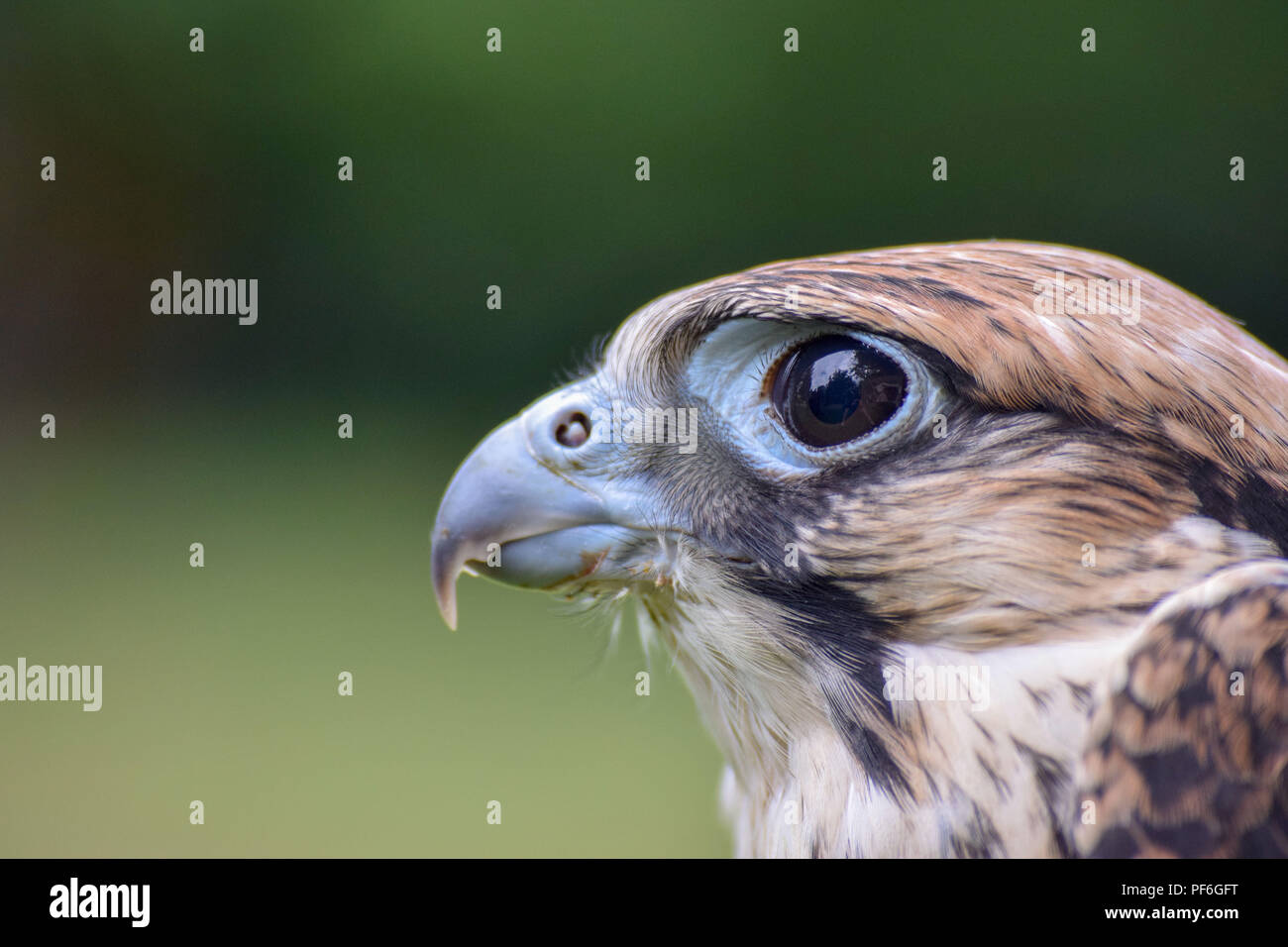Juvenile lanner falcon hi-res stock photography and images - Alamy
