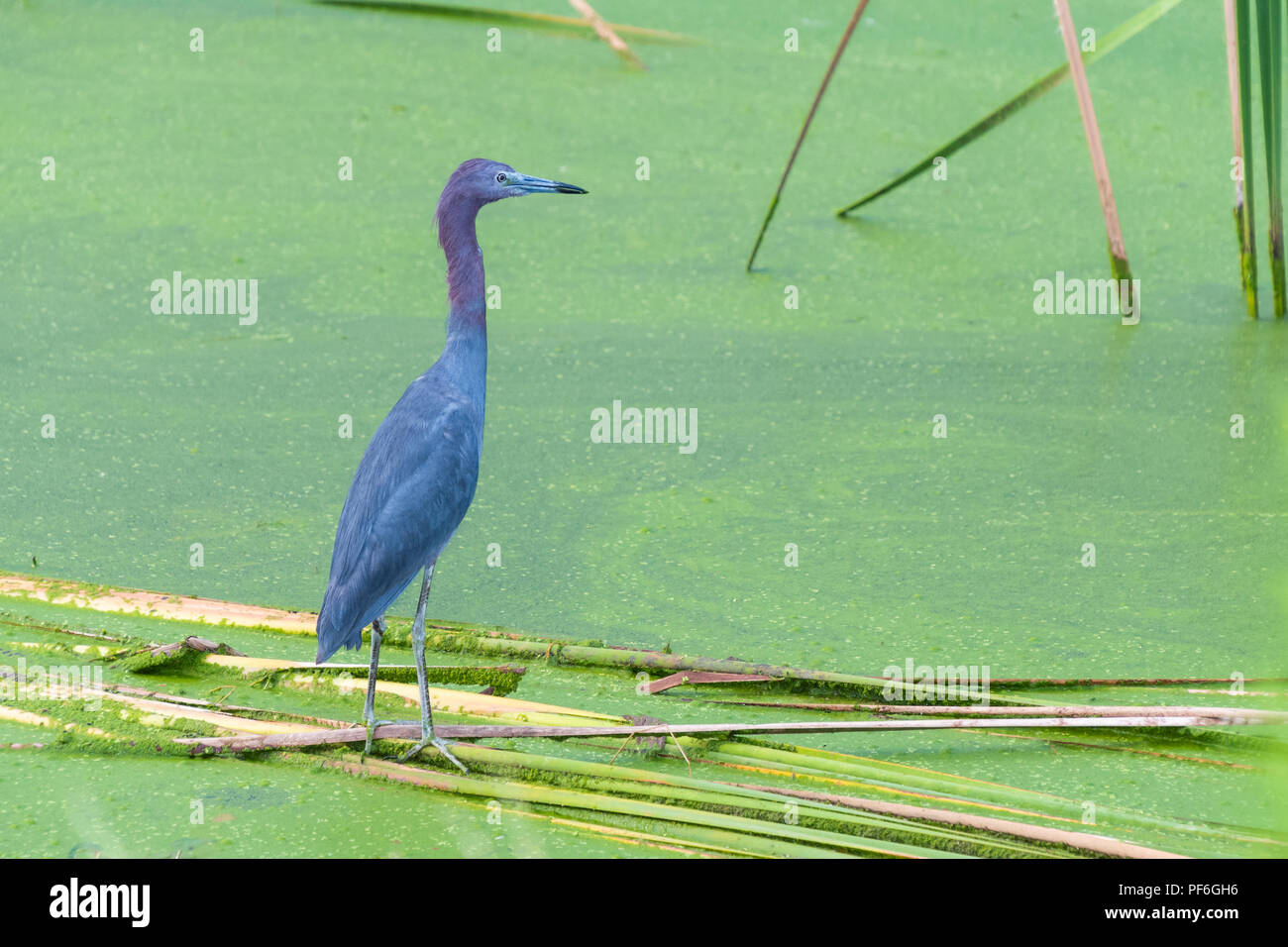 A Little Blue Heron (Egretta caerulea) rests atop fallen reeds in a ...