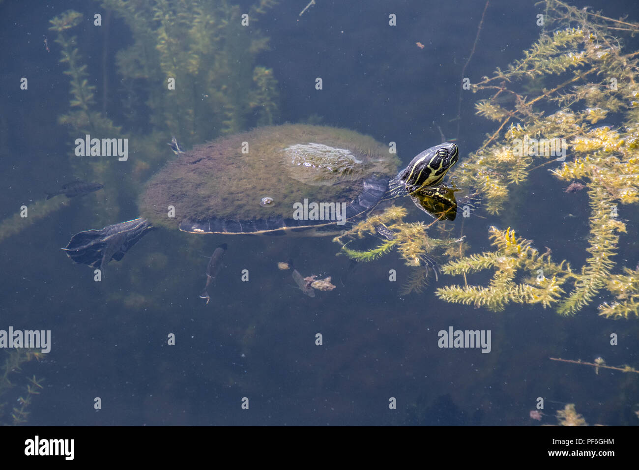 American turtle hi-res stock photography and images - Alamy