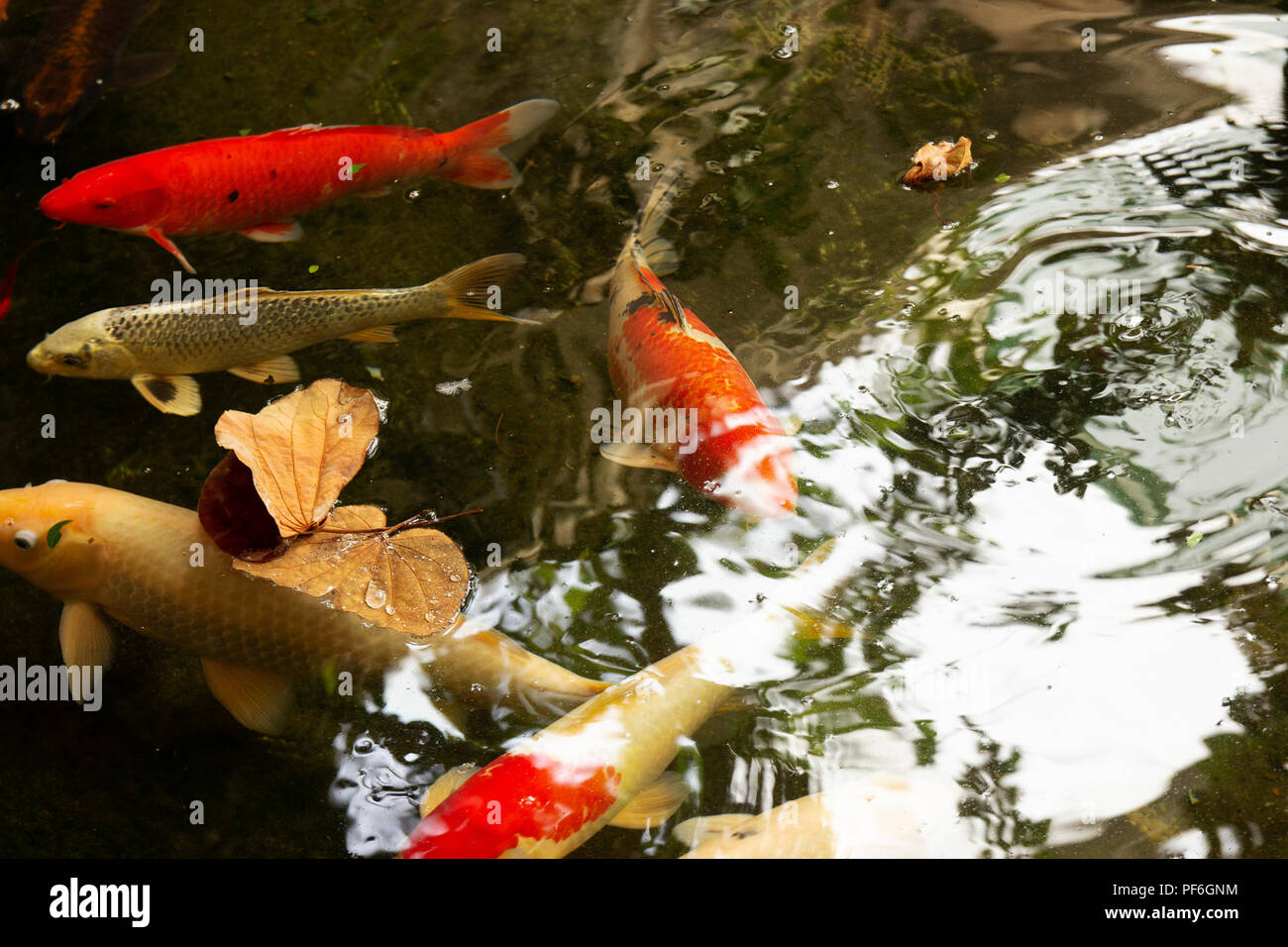 colorful Japanese carp in the pond Stock Photo - Alamy