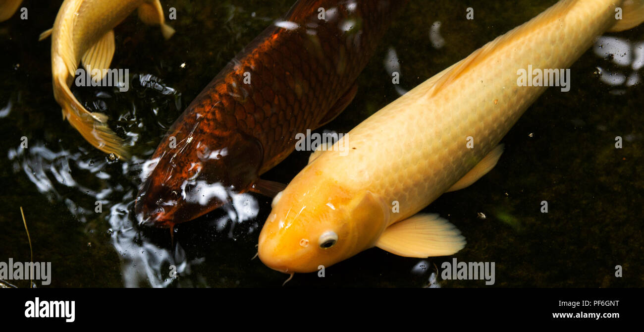 colorful Japanese carp in the pond Stock Photo - Alamy