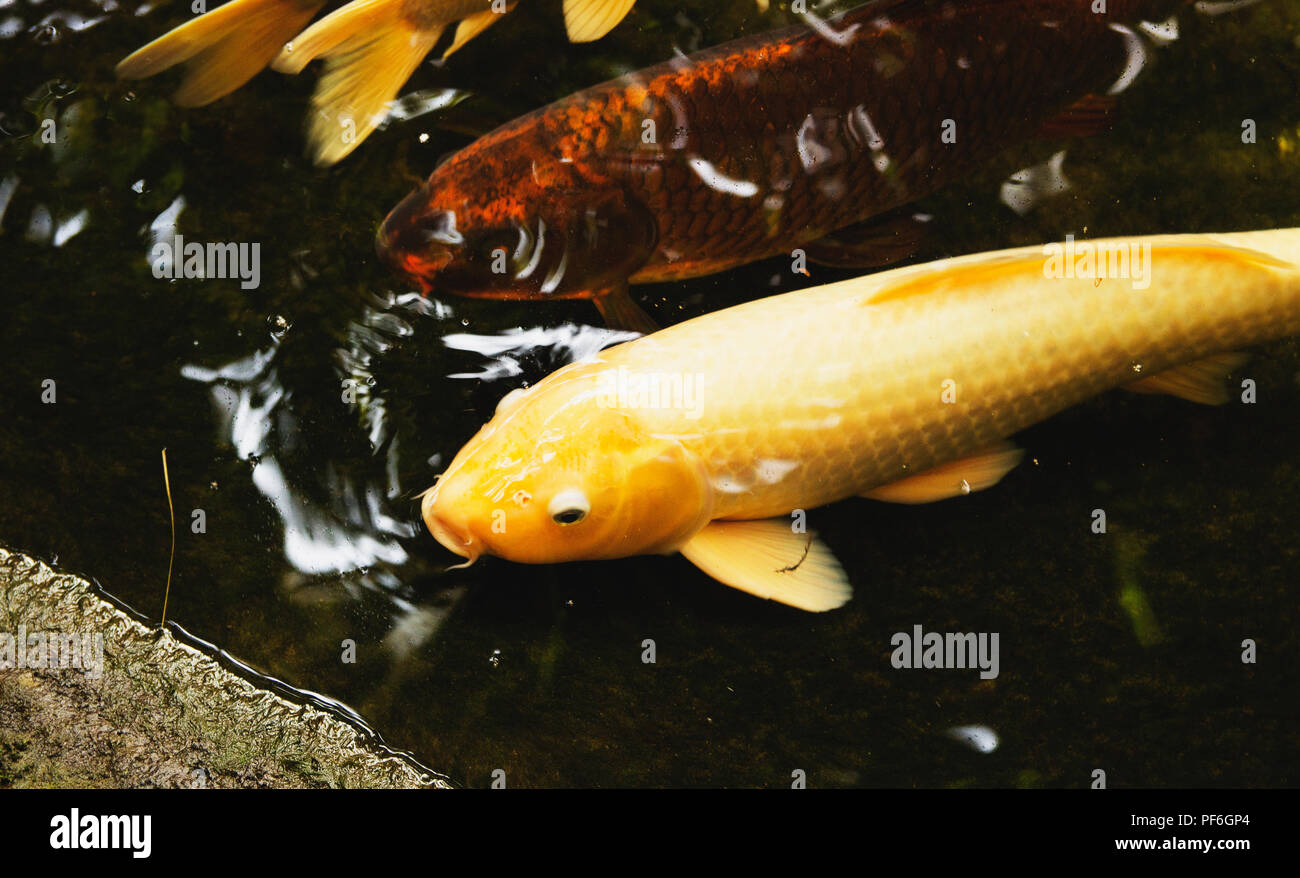 colorful Japanese carp in the pond Stock Photo - Alamy