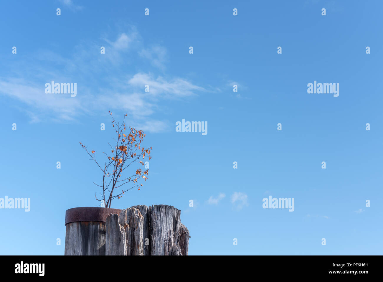 The northernmost city of Germany: a small tree with leaves is standing ...