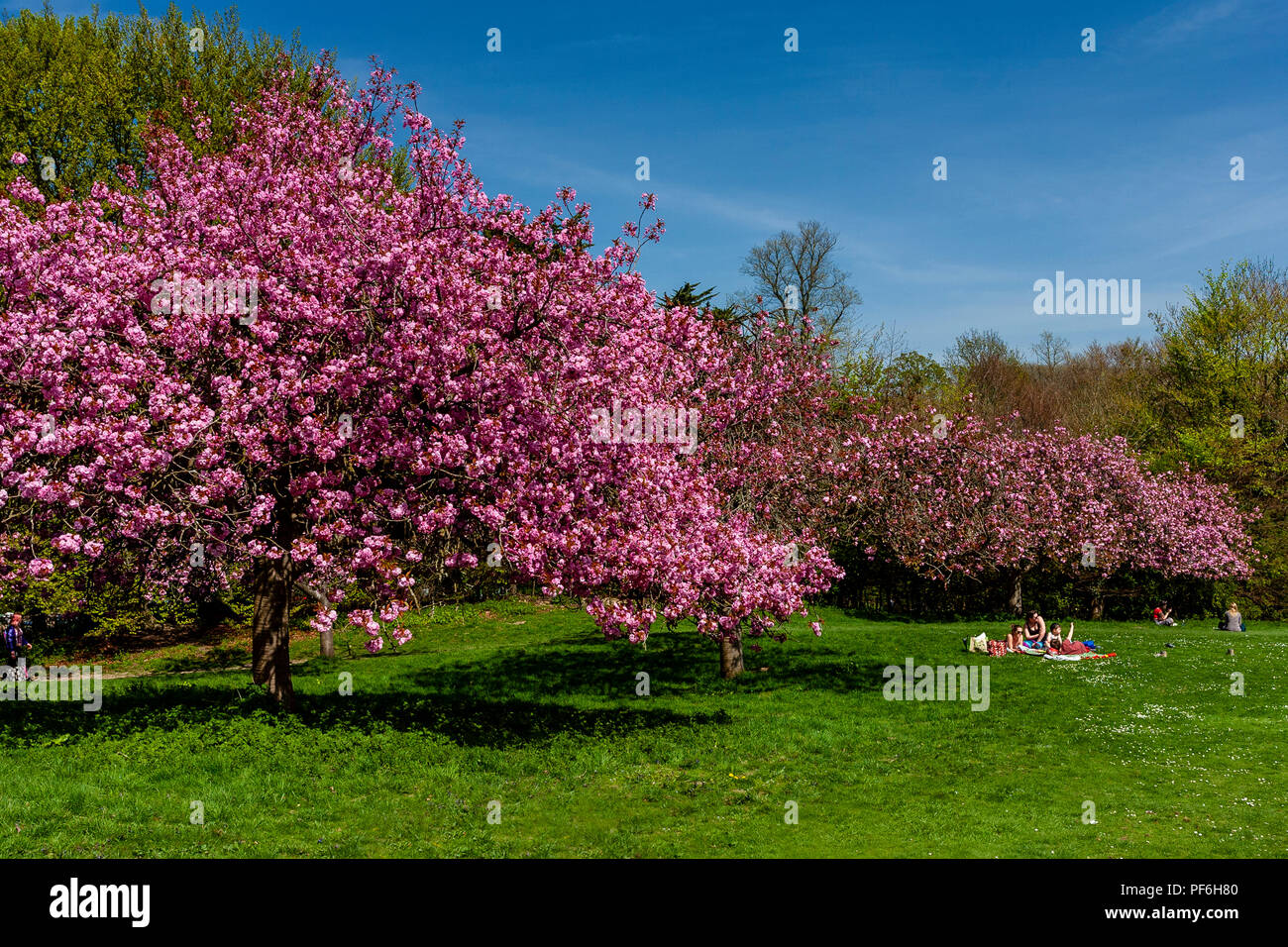 Trees In Blossom, Stanmer Park, Brighton, Sussex, UK Stock Photo - Alamy