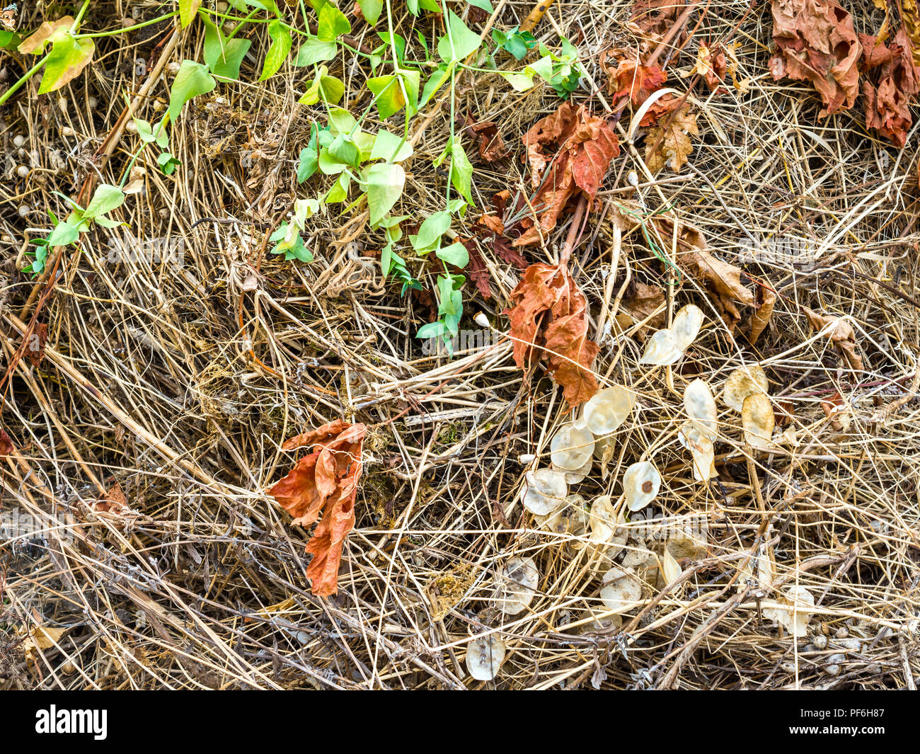 Garden weeds hi-res stock photography and images - Alamy