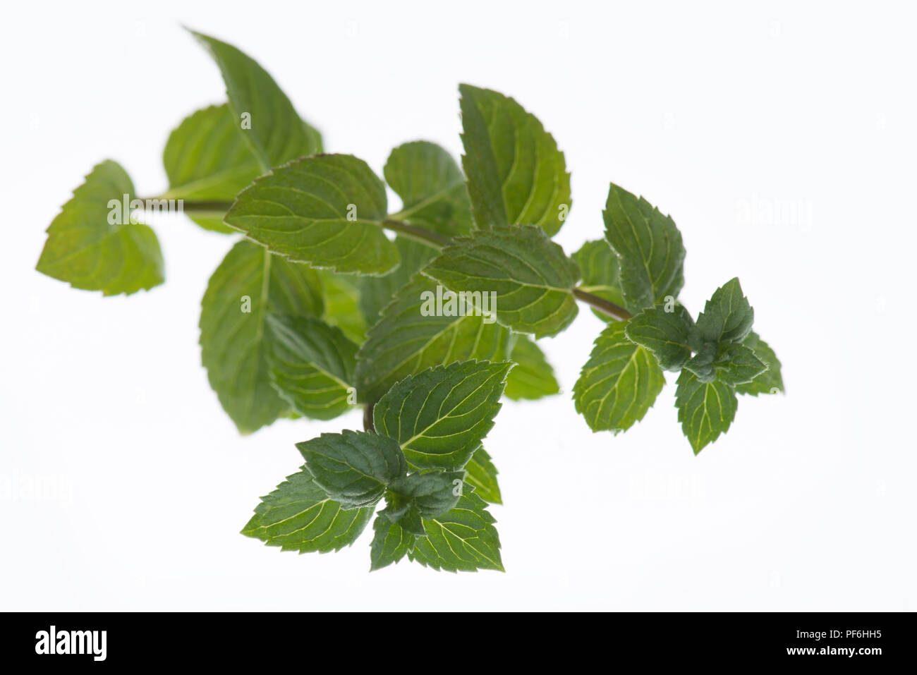 Fresh peppermint leaves isolated on a white background Stock Photo - Alamy