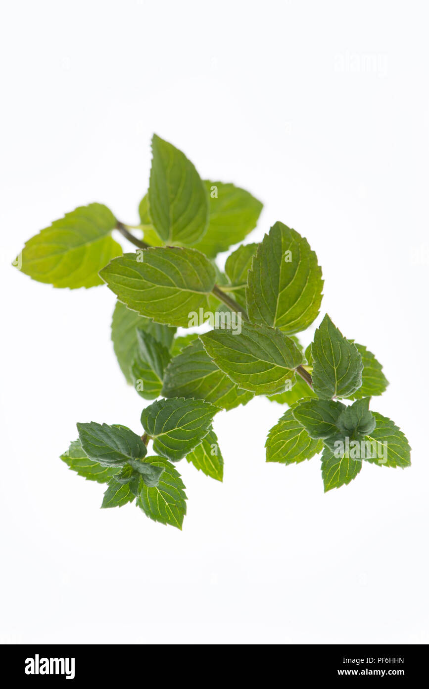 Fresh peppermint leaves isolated on a white background Stock Photo - Alamy