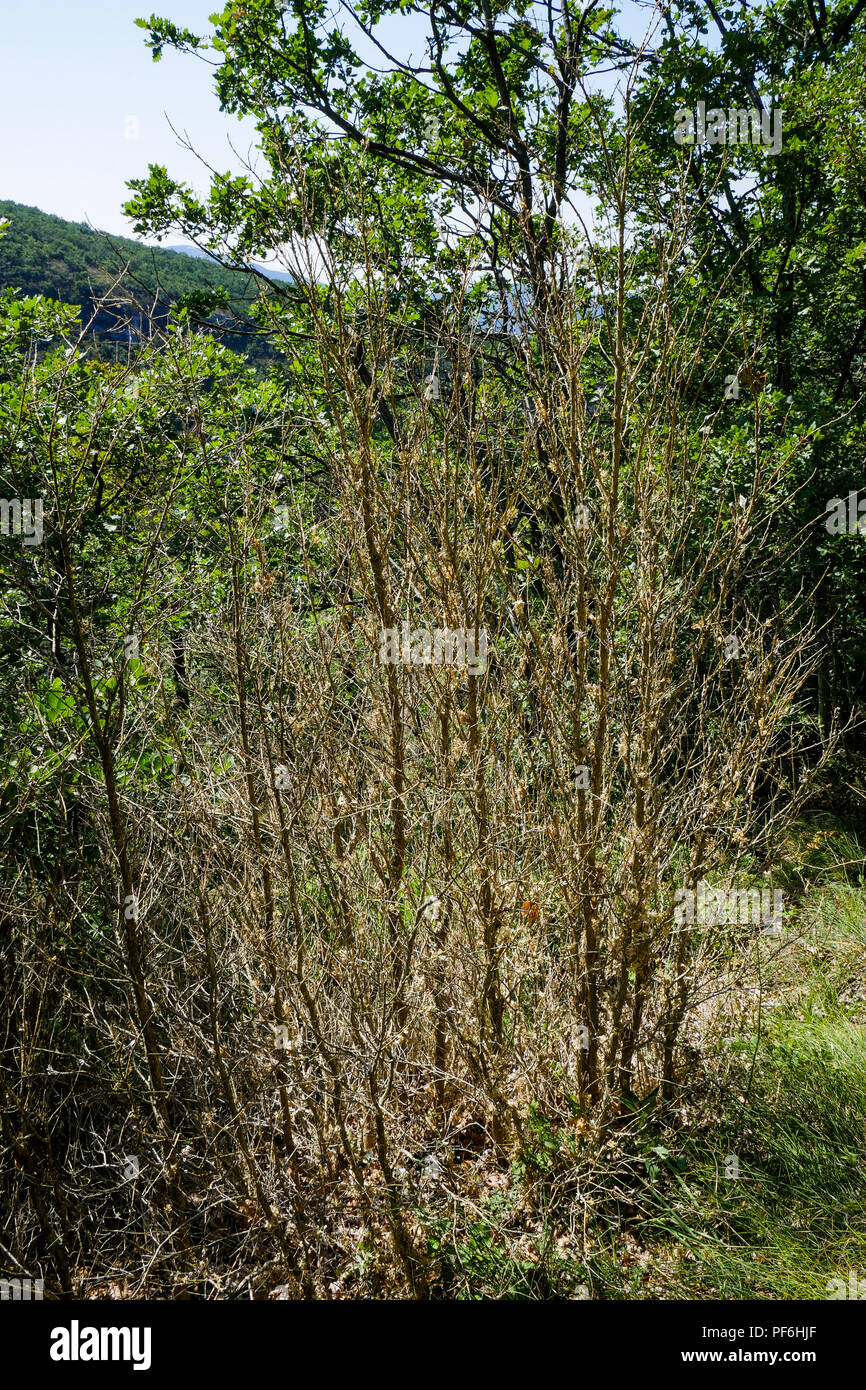 Moth attacks hi-res stock photography and images - Alamy