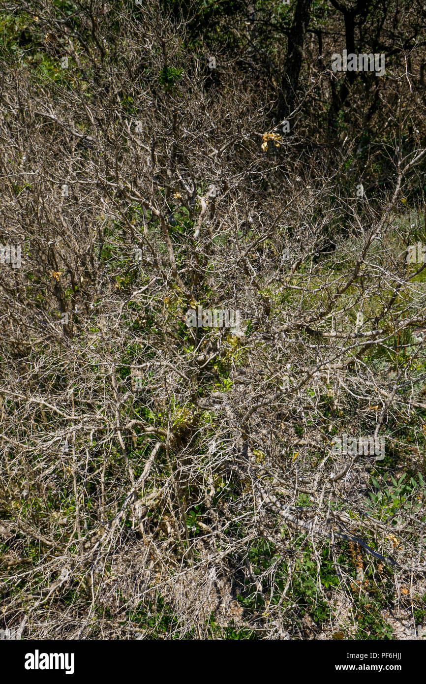 Moth attacks hi-res stock photography and images - Alamy