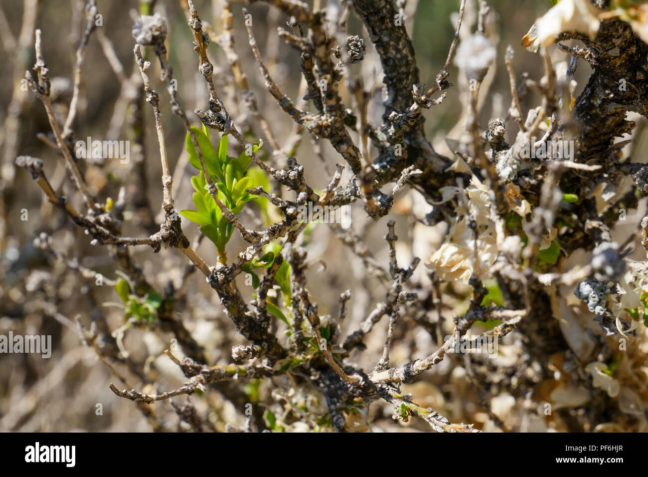 A clump of boxwood after codling moth attack, Eyzahut mountain, Drôme ...
