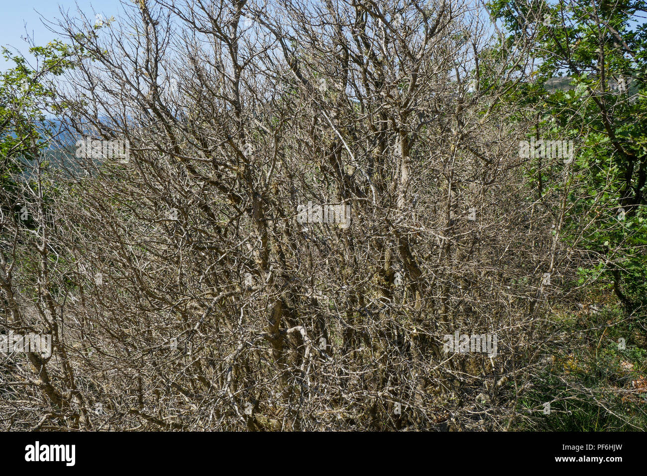 Moth attacks hi-res stock photography and images - Alamy