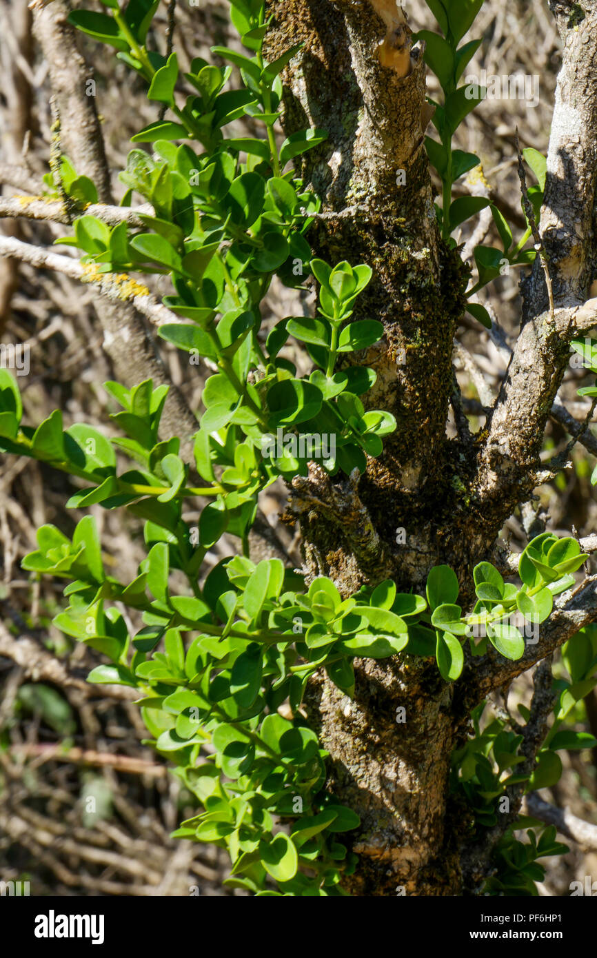 Moth attacks hi-res stock photography and images - Alamy