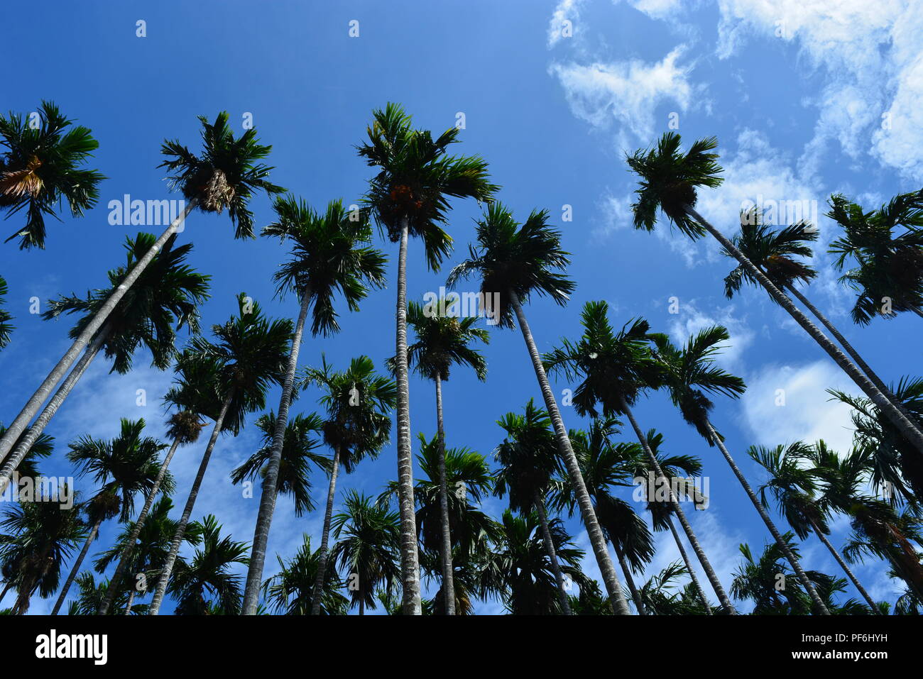 Areca nut tree hi-res stock photography and images - Alamy