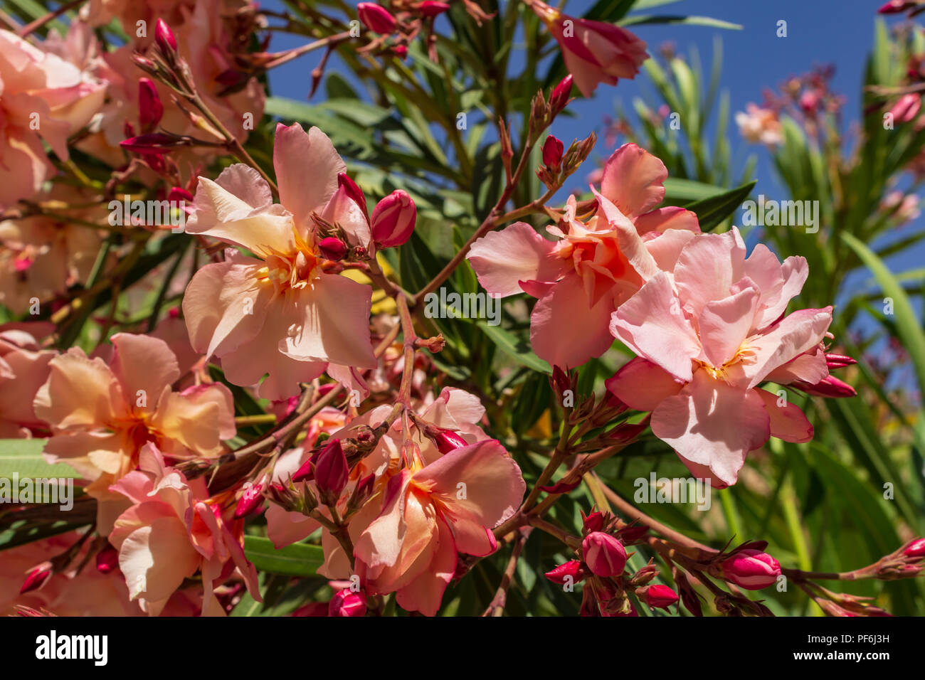 Flowers of oleanders nerium oleander hi-res stock photography and ...
