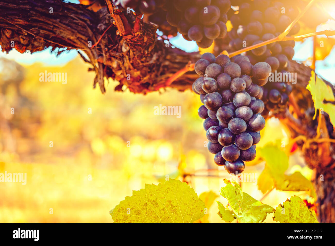 Australia grape hi-res stock photography and images - Alamy
