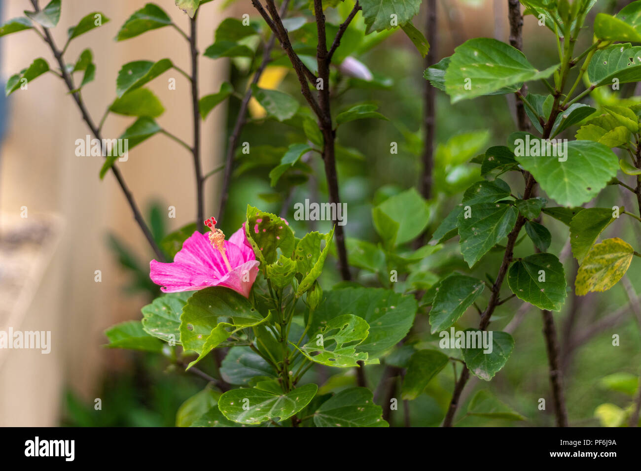 Hiding behind leaves hi-res stock photography and images - Alamy