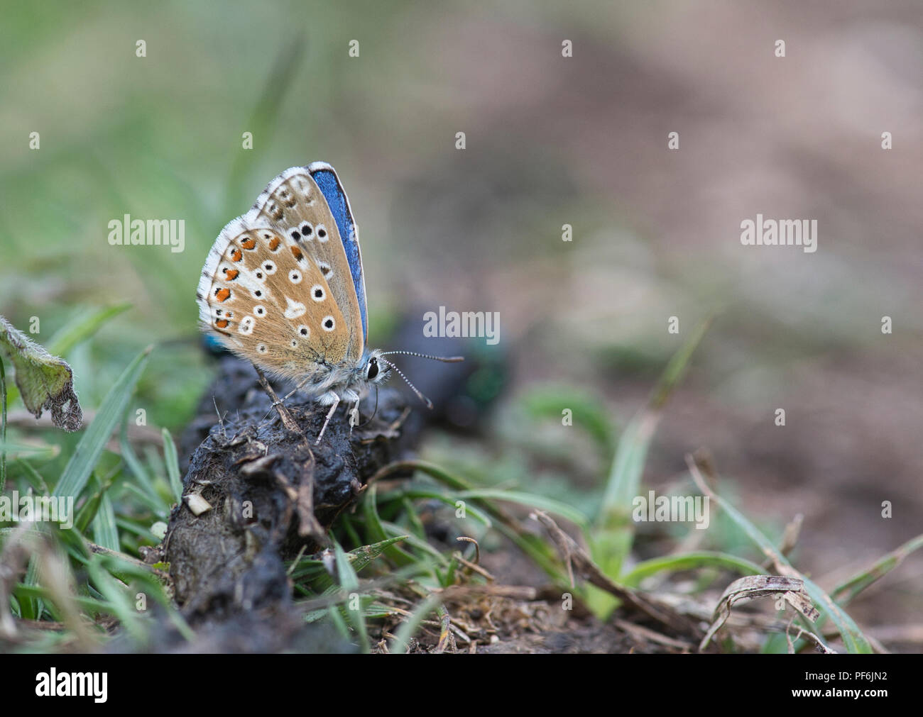 Nina celeste rastrillo hi-res stock photography and images - Alamy